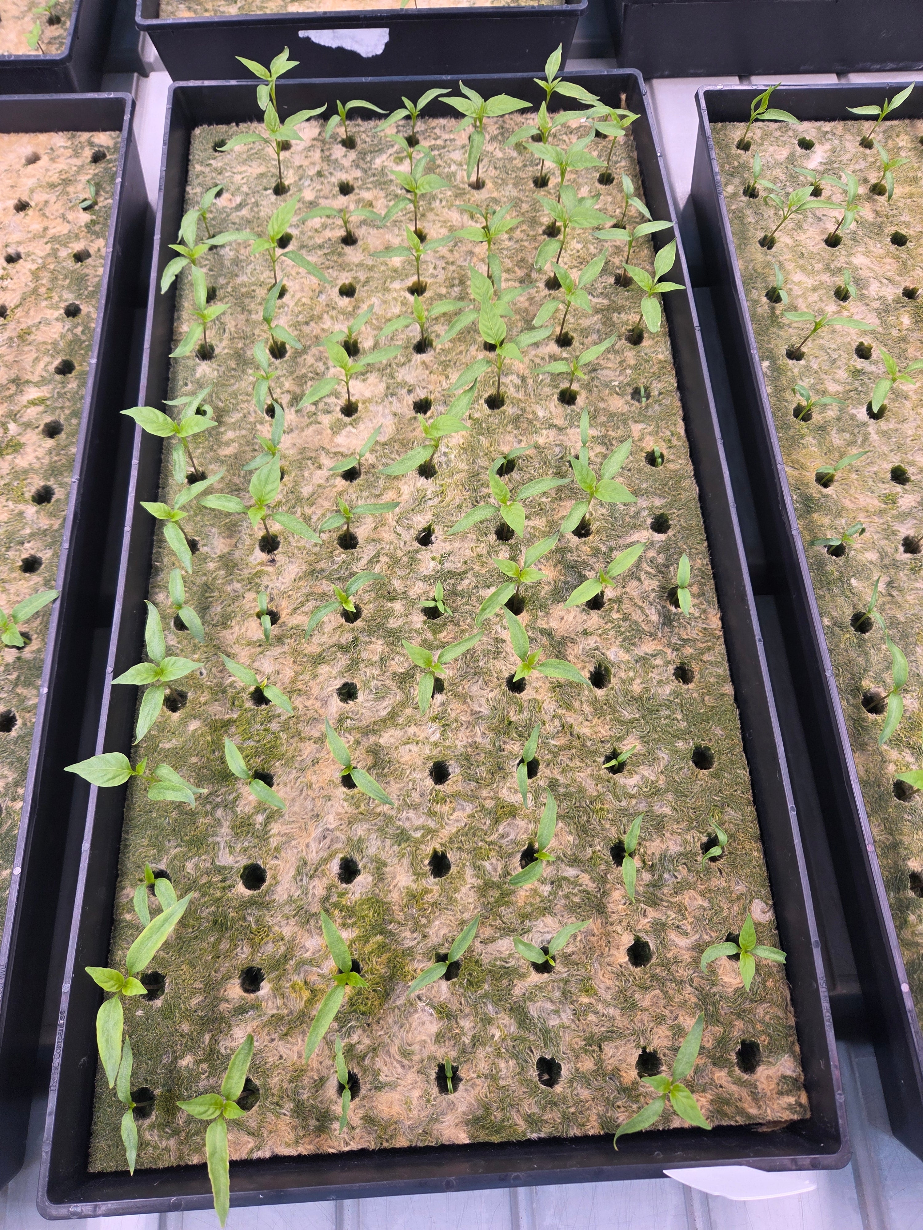 How to Grow Peppers from Seeds Indoors - Complete Germination Guide ...