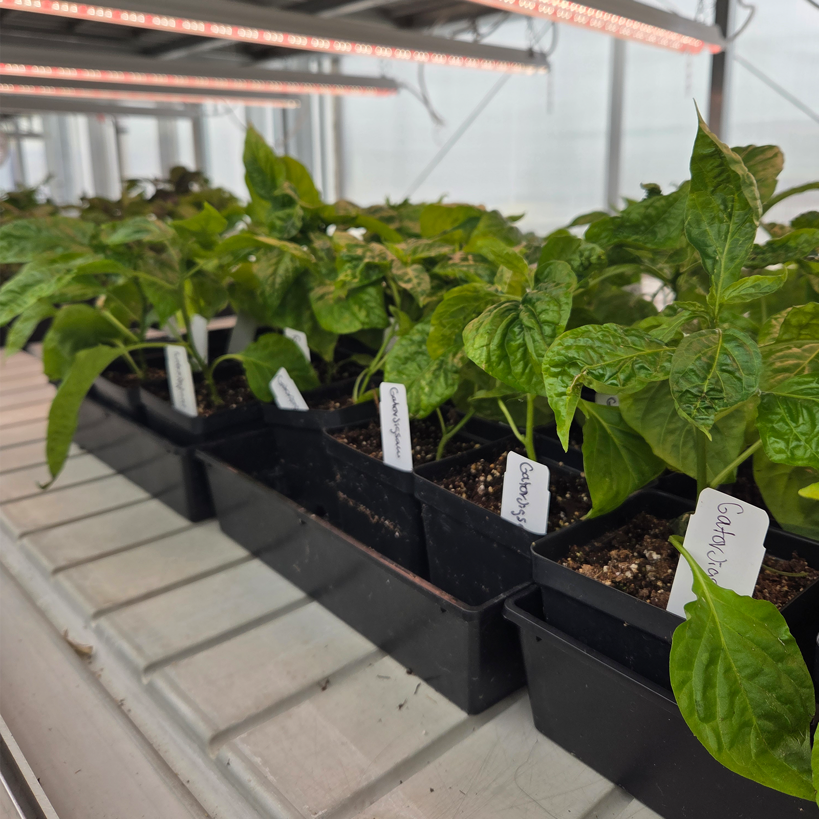 Weekly Greenhouse Update: Finishing Strong and Looking Ahead – Pepper Joe’s