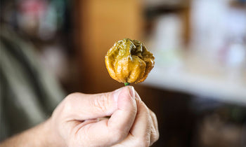 Pepper X Explained: The World’s Hottest Pepper Ever Measured – Pepper Joe’s