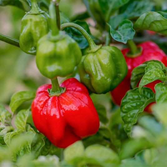 Very Hot Pepper Seeds | Pepper Joe’s