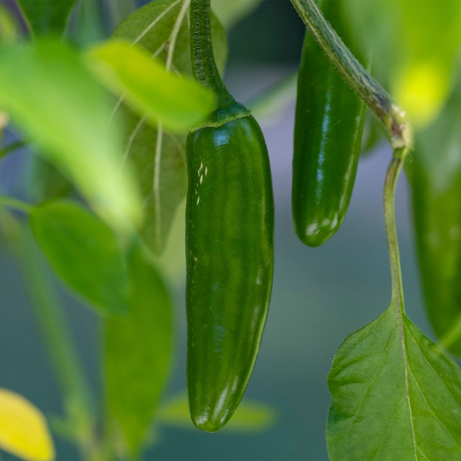 Serrano Pepper Seeds | Pepper Joe's – Pepper Joe’s