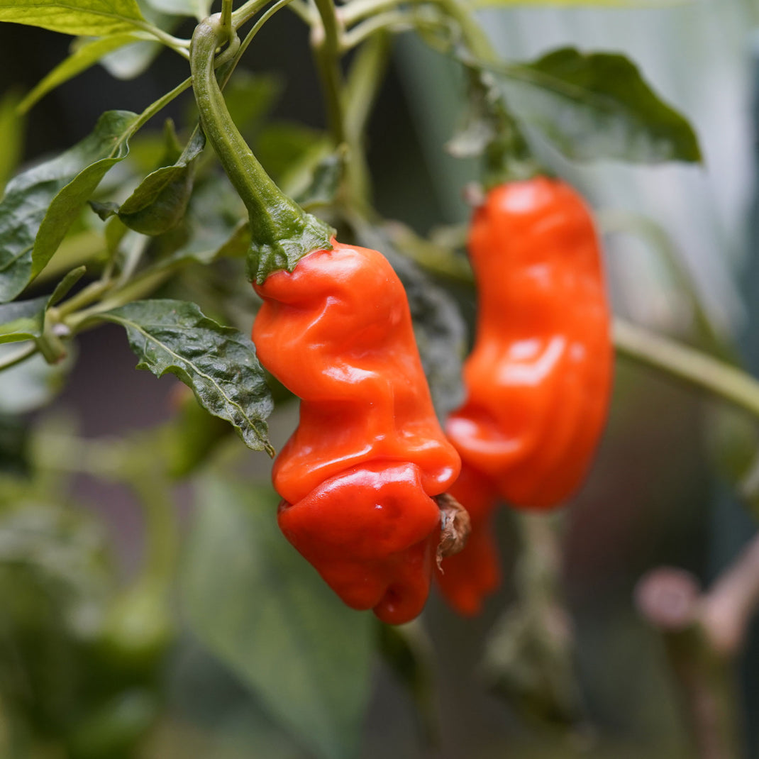 Peter Pepper Seeds | Red, Yellow, & Orange Chili Seeds | Pepper Joe’s