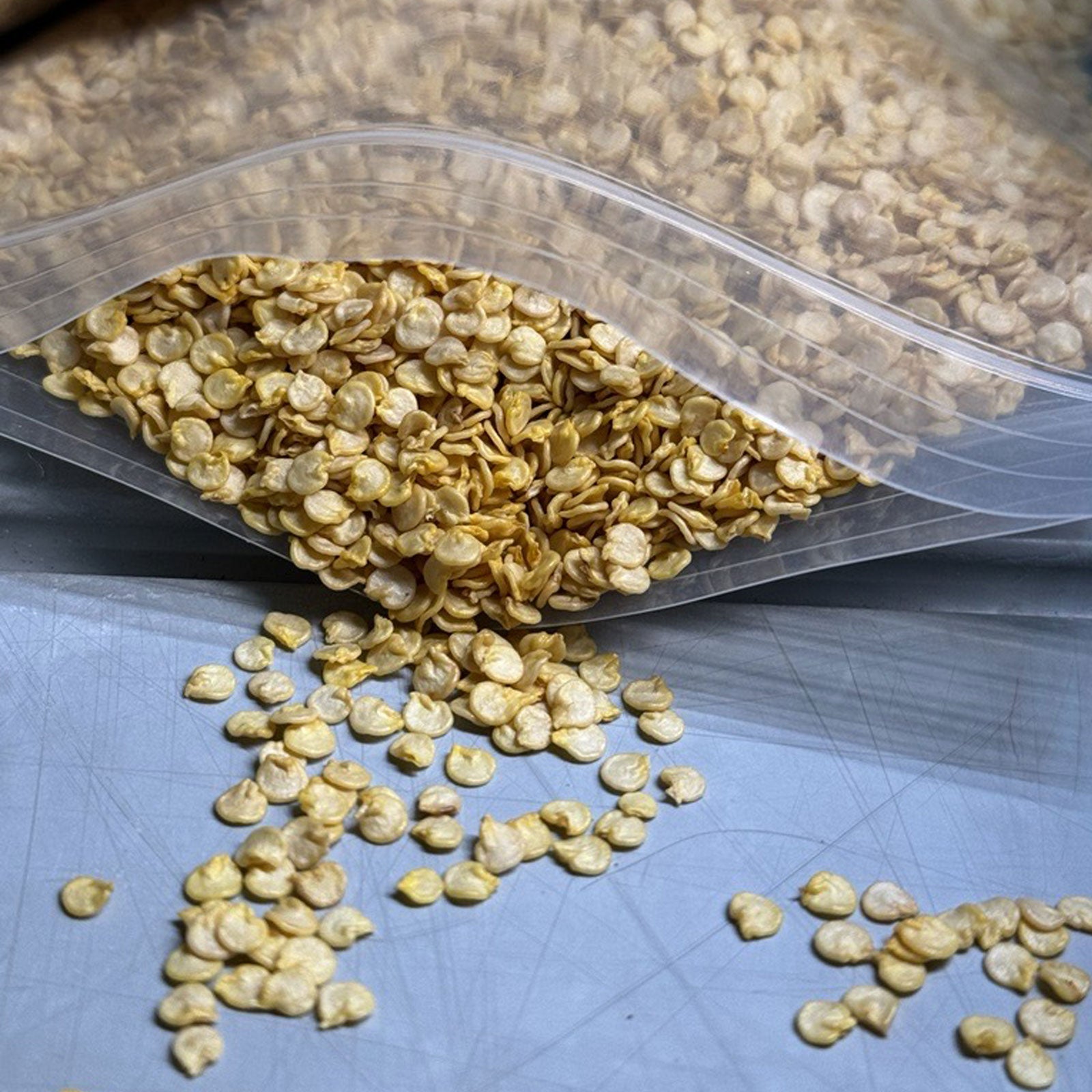 Seeds, Live Plants & Pods | Spicy Snacks & More | Pepper Joe’s