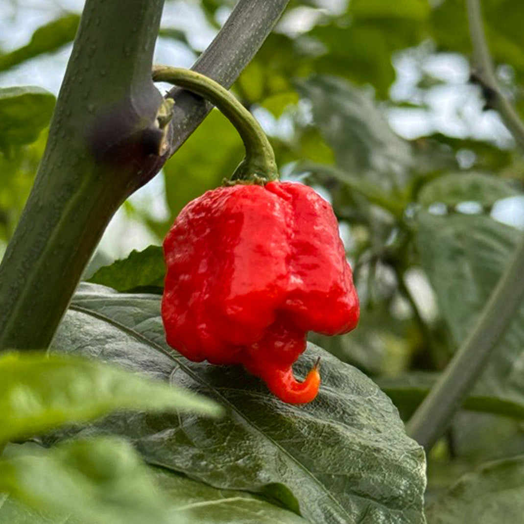 Carolina Reaper Seeds – Pepper Joe’s
