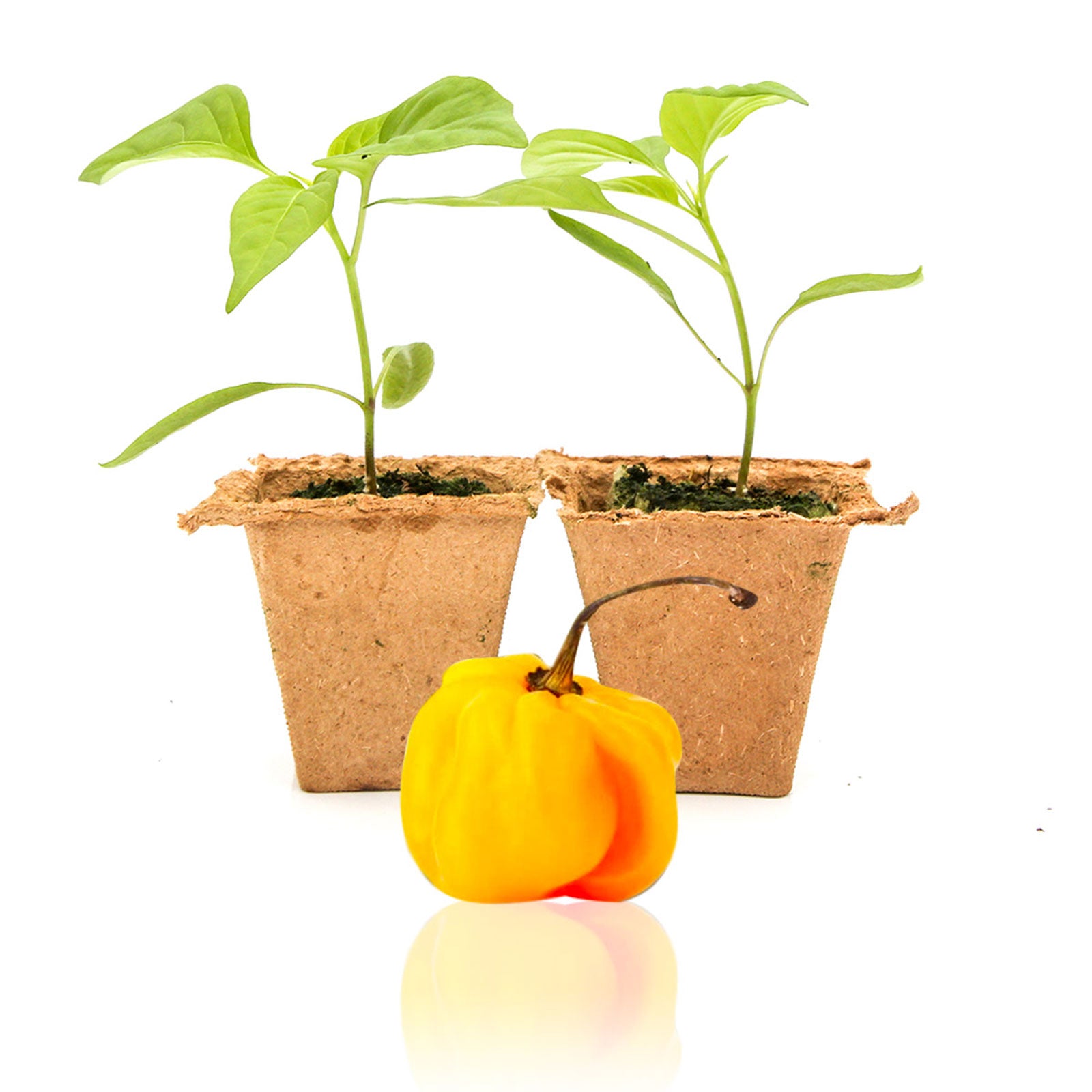 Heirloom Pepper Plants | Delivered to You | Pepper Joe’s