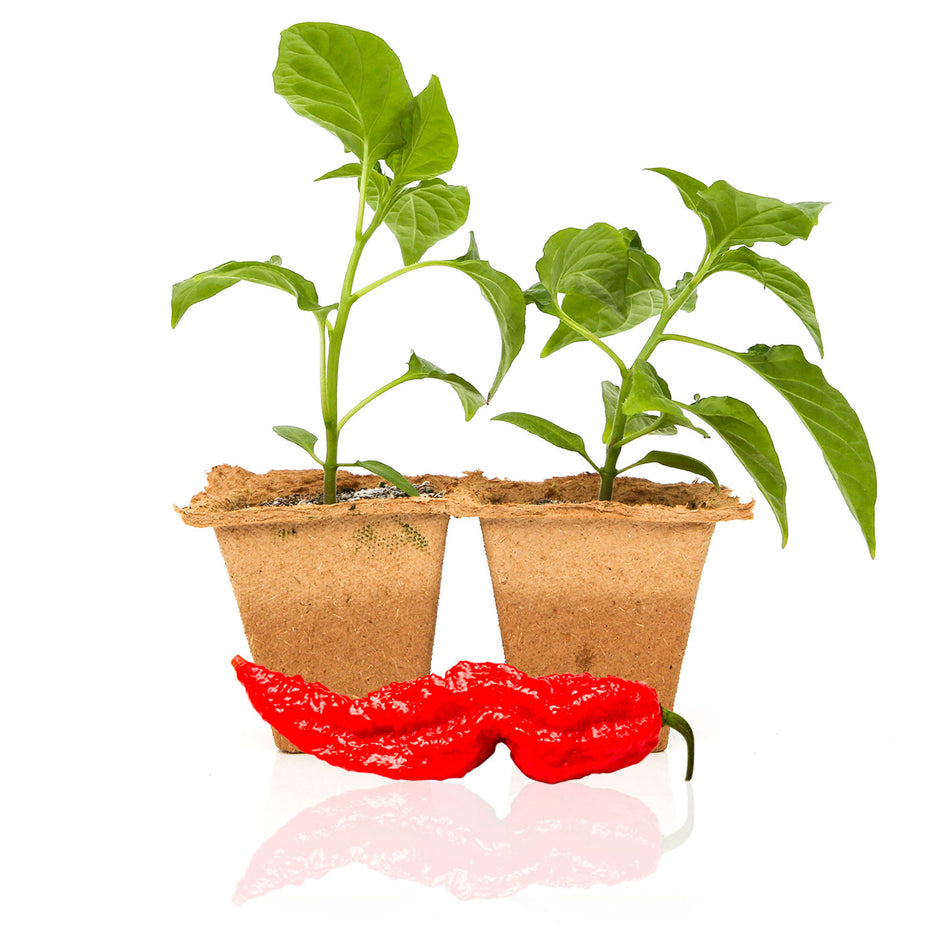 Live Hot Pepper Plants | Delivered to Your Door | Pepper Joe’s