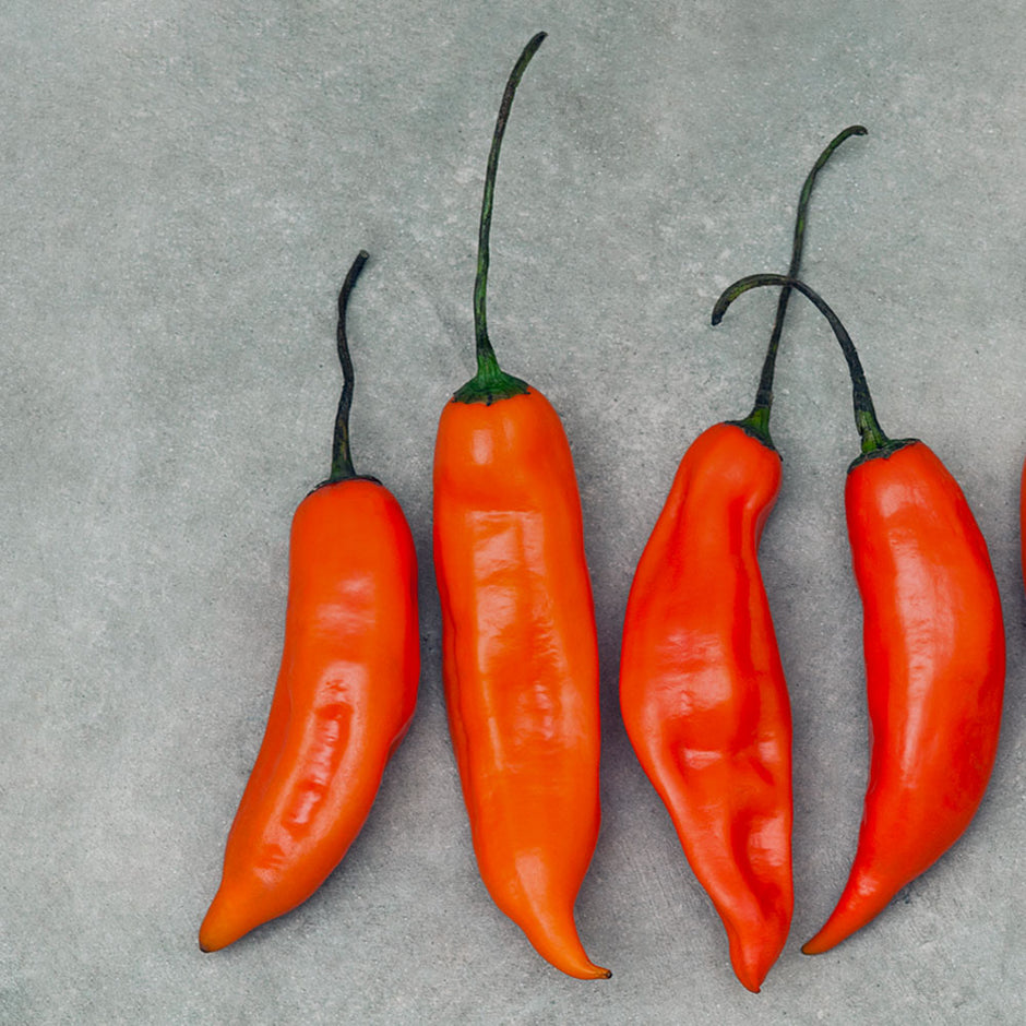 Aji Pepper Seeds | Pepper Joe’s