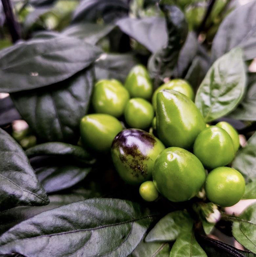 Black Pearl Pepper Seeds – Pepper Joe’s