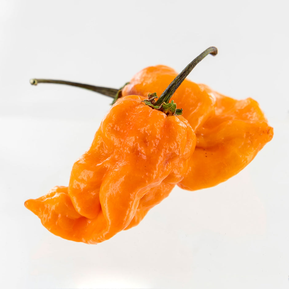 Exotic and Novelty Peppers Seeds | Pepper Joe’s
