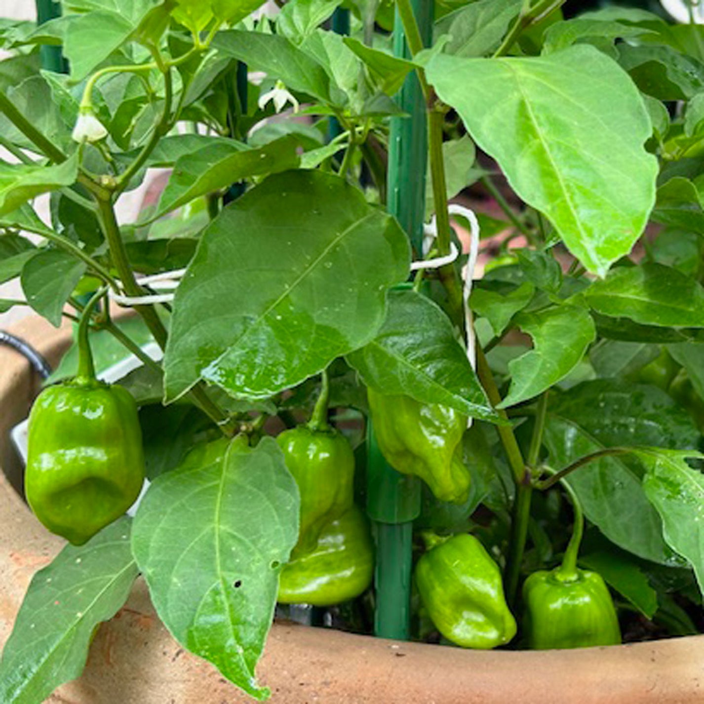 Burning Bush F1 Pepper Seeds – Pepper Joe’s