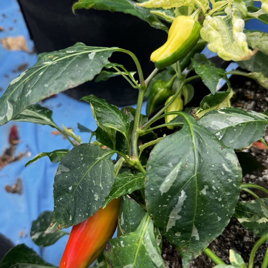 Candy Cane Pepper Seeds – Pepper Joe’s