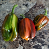 Candy Cane Pepper Seeds – Pepper Joe’s