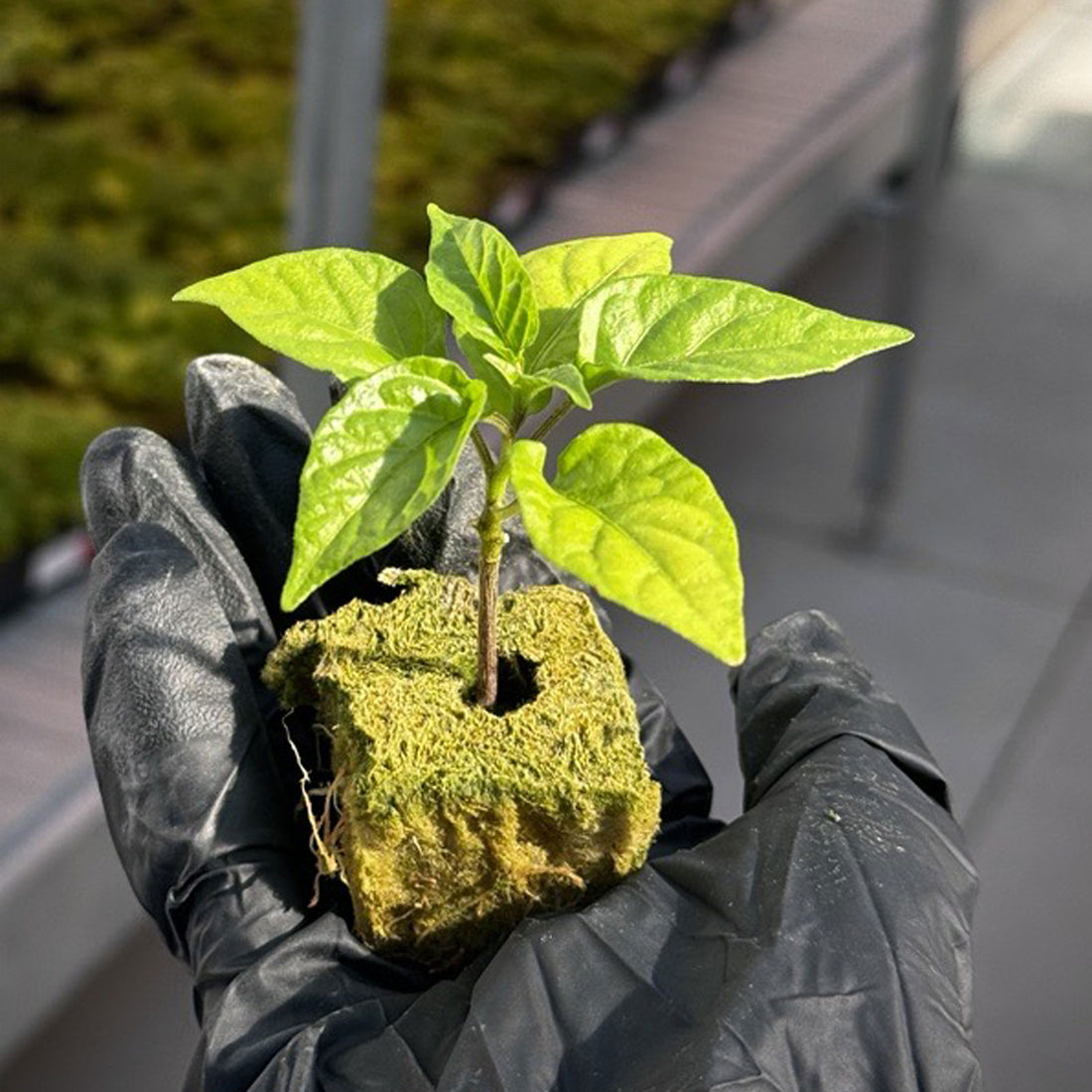 Create Your Own 4-Pack Plant Box – Pepper Joe’s