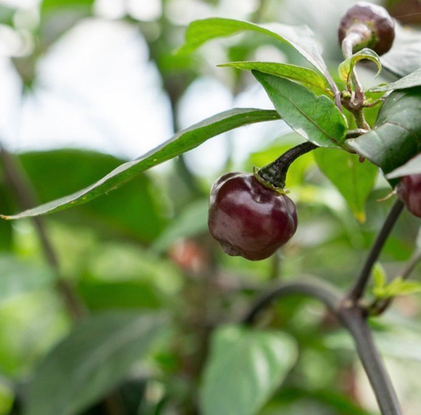 Cheiro Roxa Pepper Seeds – Pepper Joe’s