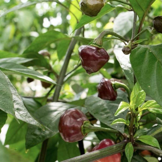 Cheiro Roxa Pepper Seeds – Pepper Joe’s