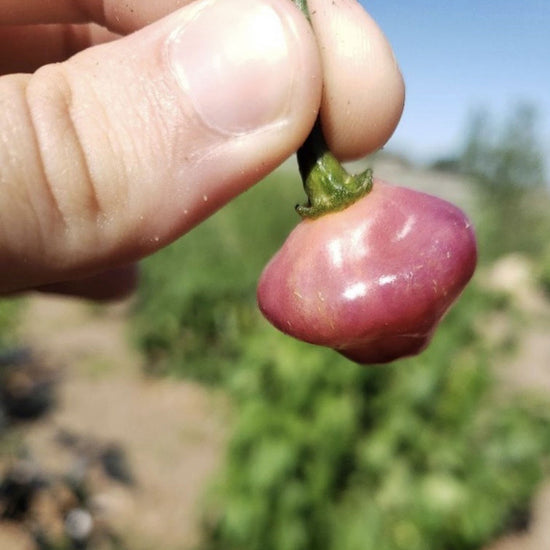 Cheiro Roxa Pepper Seeds – Pepper Joe’s