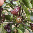 Cheiro Roxa Pepper Seeds – Pepper Joe’s