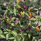Chinese 5 Color Pepper Pepper Seeds – Pepper Joe’s