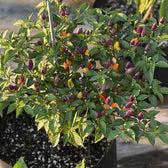 Chinese 5 Color Pepper Pepper Seeds – Pepper Joe’s