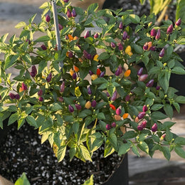 Chinese 5 Color Pepper Pepper Seeds – Pepper Joe’s