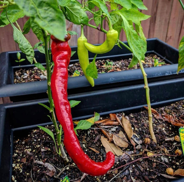 Cow horn peppers store
