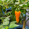Yellow Datil Pepper Seeds – Pepper Joe’s