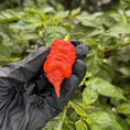 Death Spiral Pepper Seeds – Pepper Joe’s