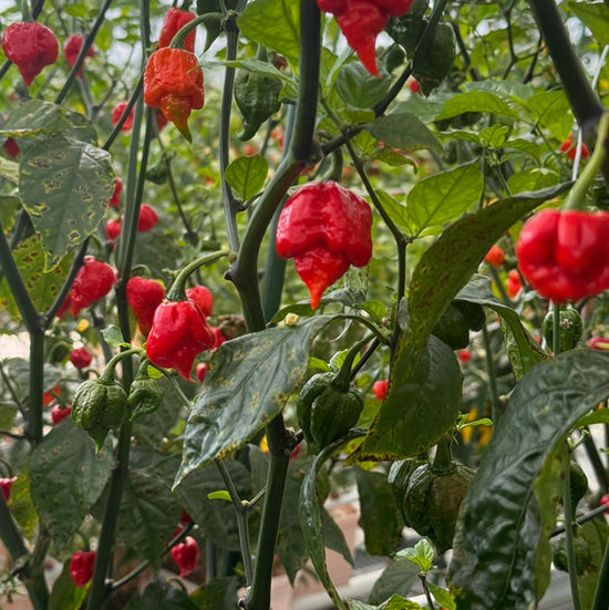 Dragon's Breath Chili Pepper Seeds – Pepper Joe’s