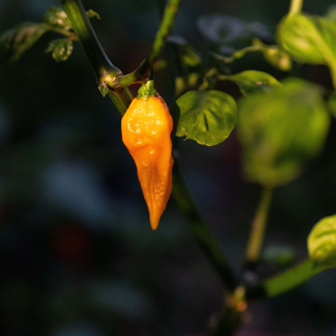 Fatalii Pepper Seeds – Pepper Joe’s