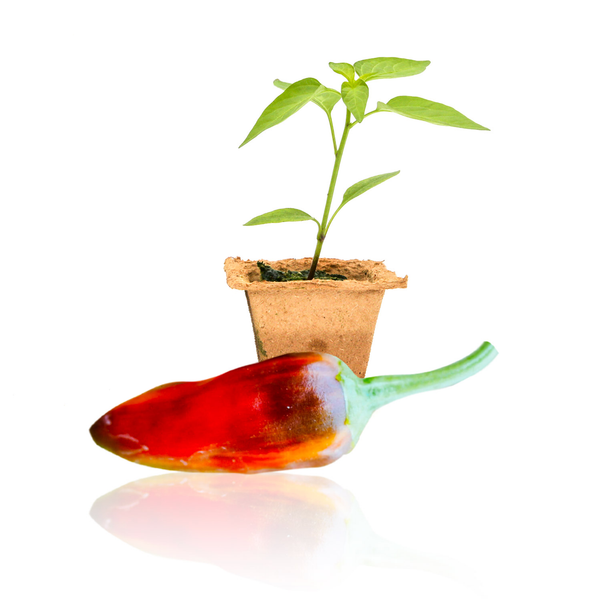 Fish Pepper Plants – Pepper Joe’s