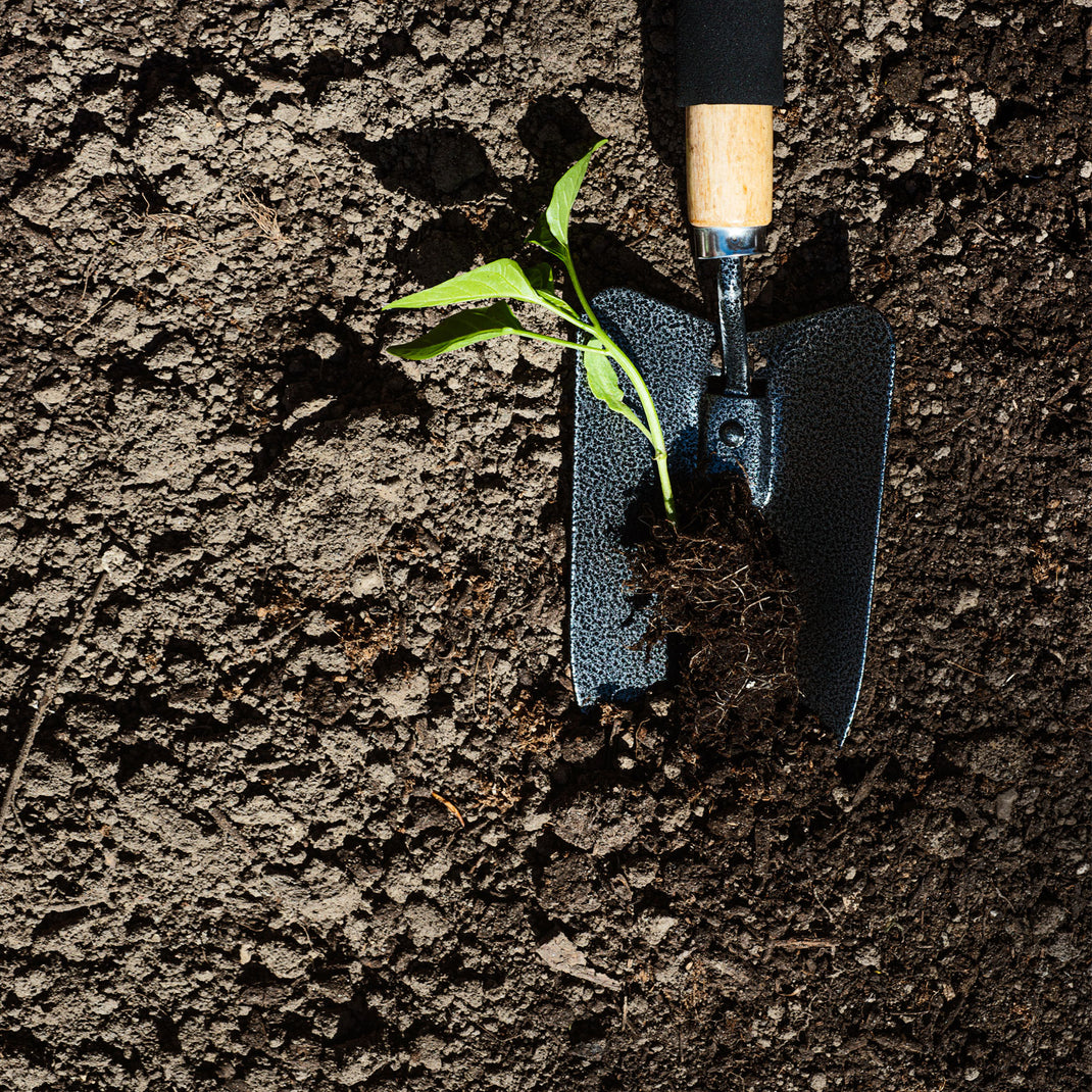 Pepper Joe's Giant Jalapeno Pepper Seeds – Pepper Joe’s