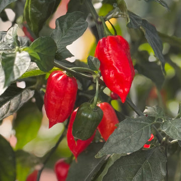 Pepper Seeds from Pepper Joe's | Shop 400+ Varieties Today! – Pepper Joe’s