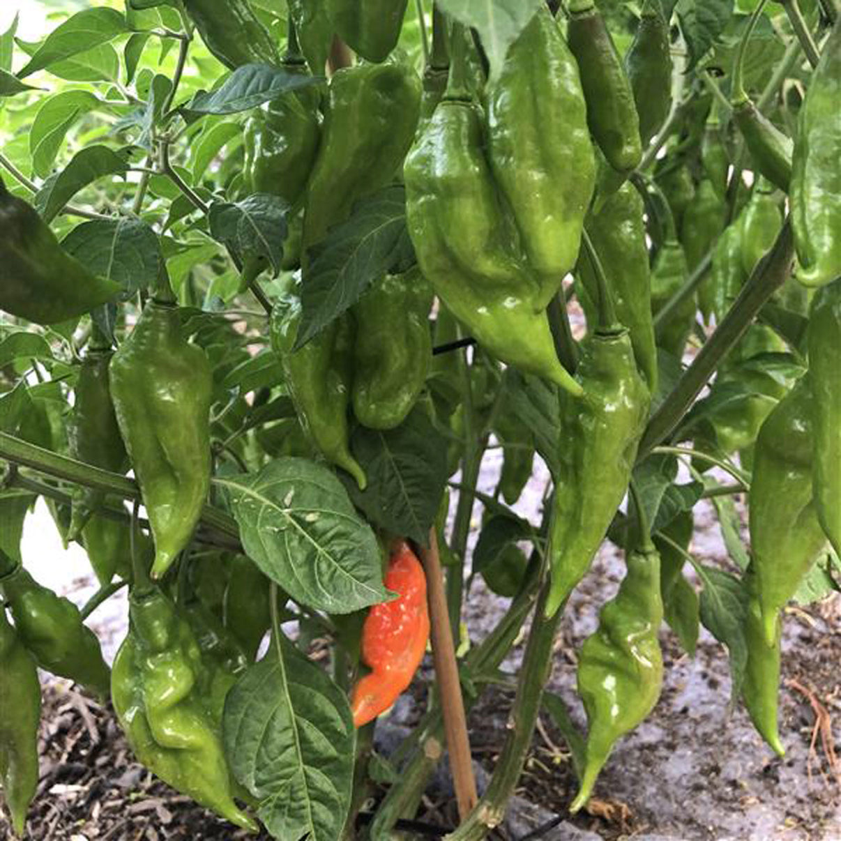 Hot Paper Lantern Pepper Seeds – Pepper Joe’s