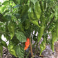 Hot Paper Lantern Pepper Seeds – Pepper Joe’s