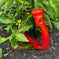 Hot Portugal Pepper Seeds – Pepper Joe’s