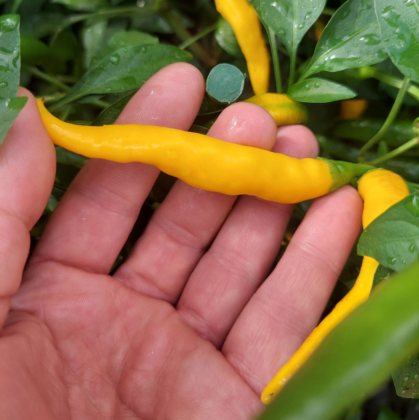 Kristian Pepper Seeds – Pepper Joe’s