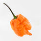 Orange Carolina Reaper Pepper Seeds – Pepper Joe’s