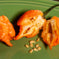 Orange Carolina Reaper Pepper Seeds – Pepper Joe’s