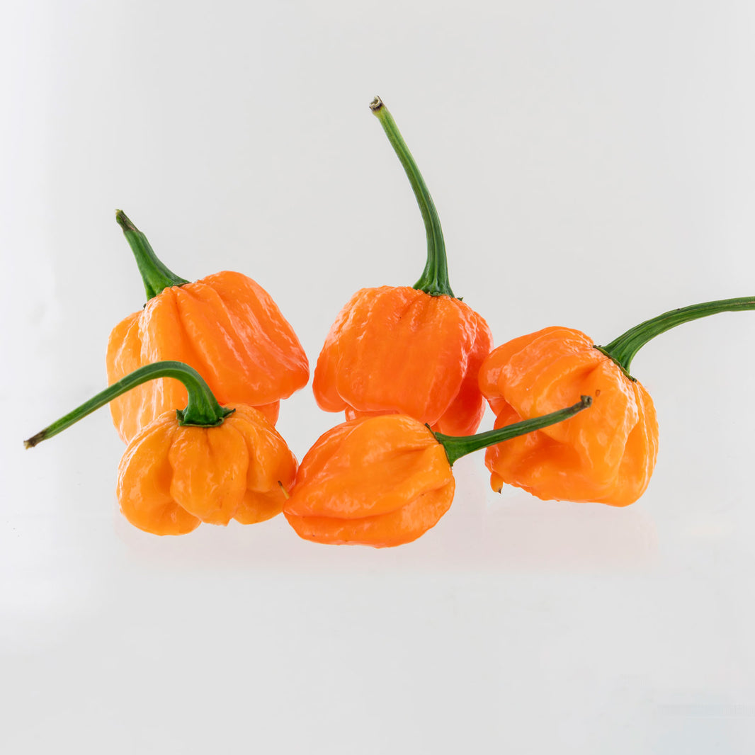 Scotch Bonnet Pepper Seeds | Pepper Joe’s