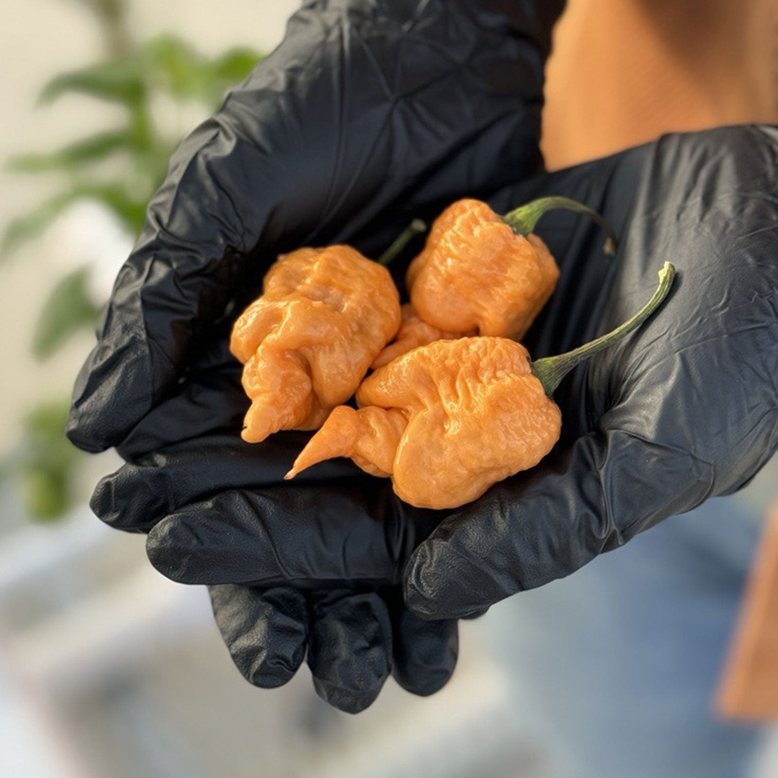 Peach Carolina Reaper Pepper Seeds – Pepper Joe’s