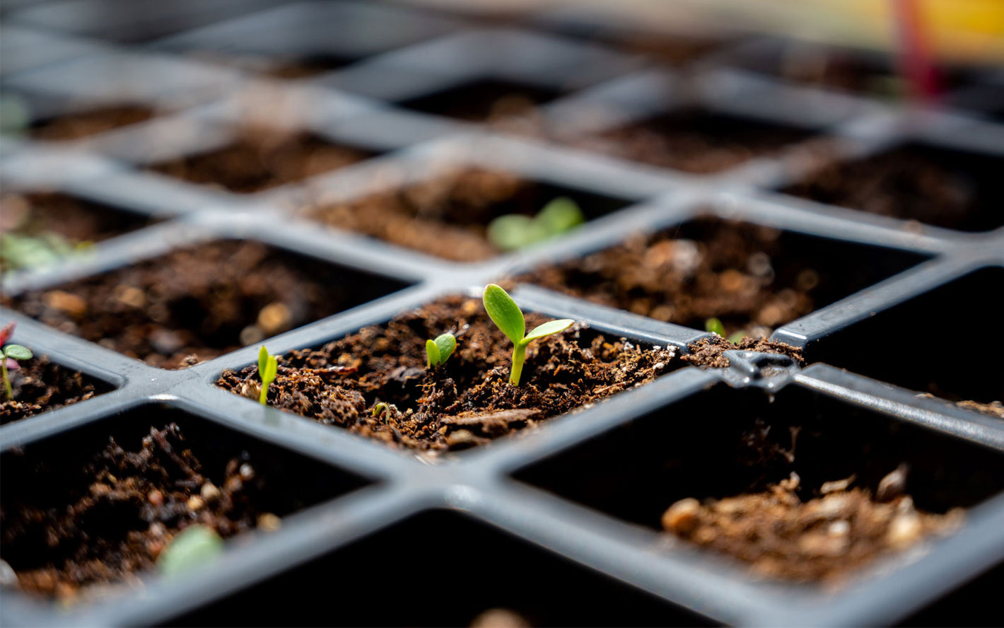 Lunchbox Mix Pepper Seeds – Pepper Joe’s