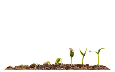 Lunchbox Mix Pepper Seeds – Pepper Joe’s