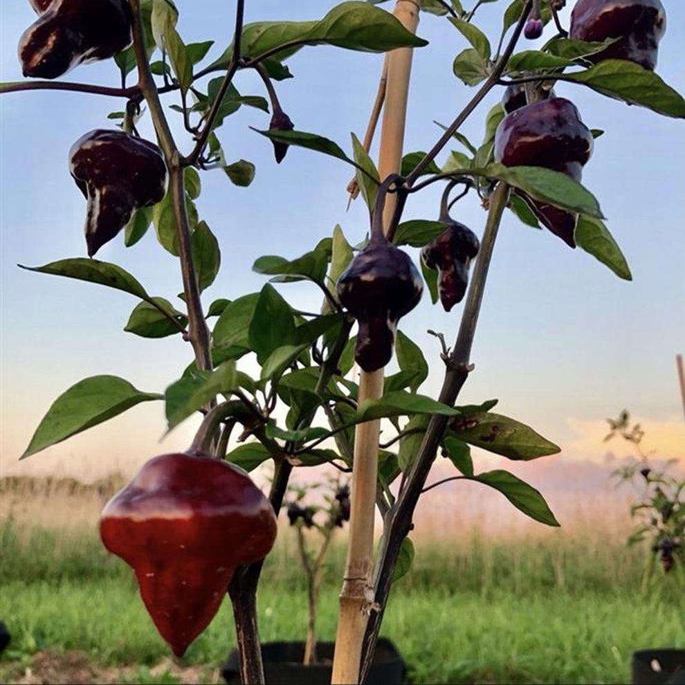 Purple UFO Pepper Seeds – Pepper Joe’s