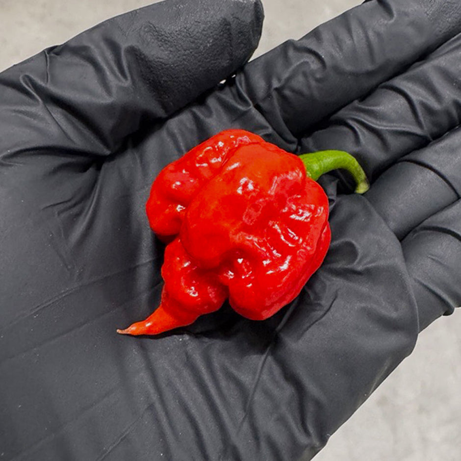 Carolina Reaper Seeds – Pepper Joe’s