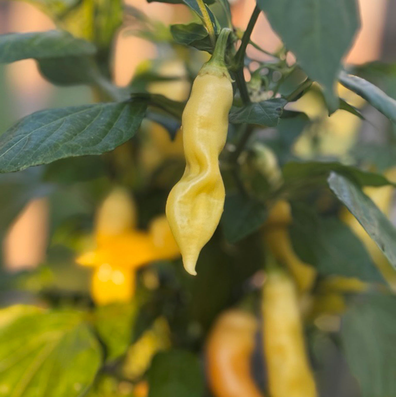 Sugar Rush Peach Pepper Seeds (Non-Isolated) – Pepper Joe’s
