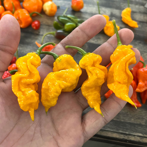T-Rex Yellow Chili Pepper Seeds – Pepper Joe’s