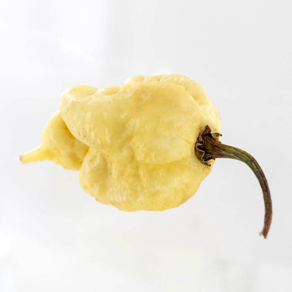 White Moruga Scorpion Pepper Seeds – Pepper Joe’s