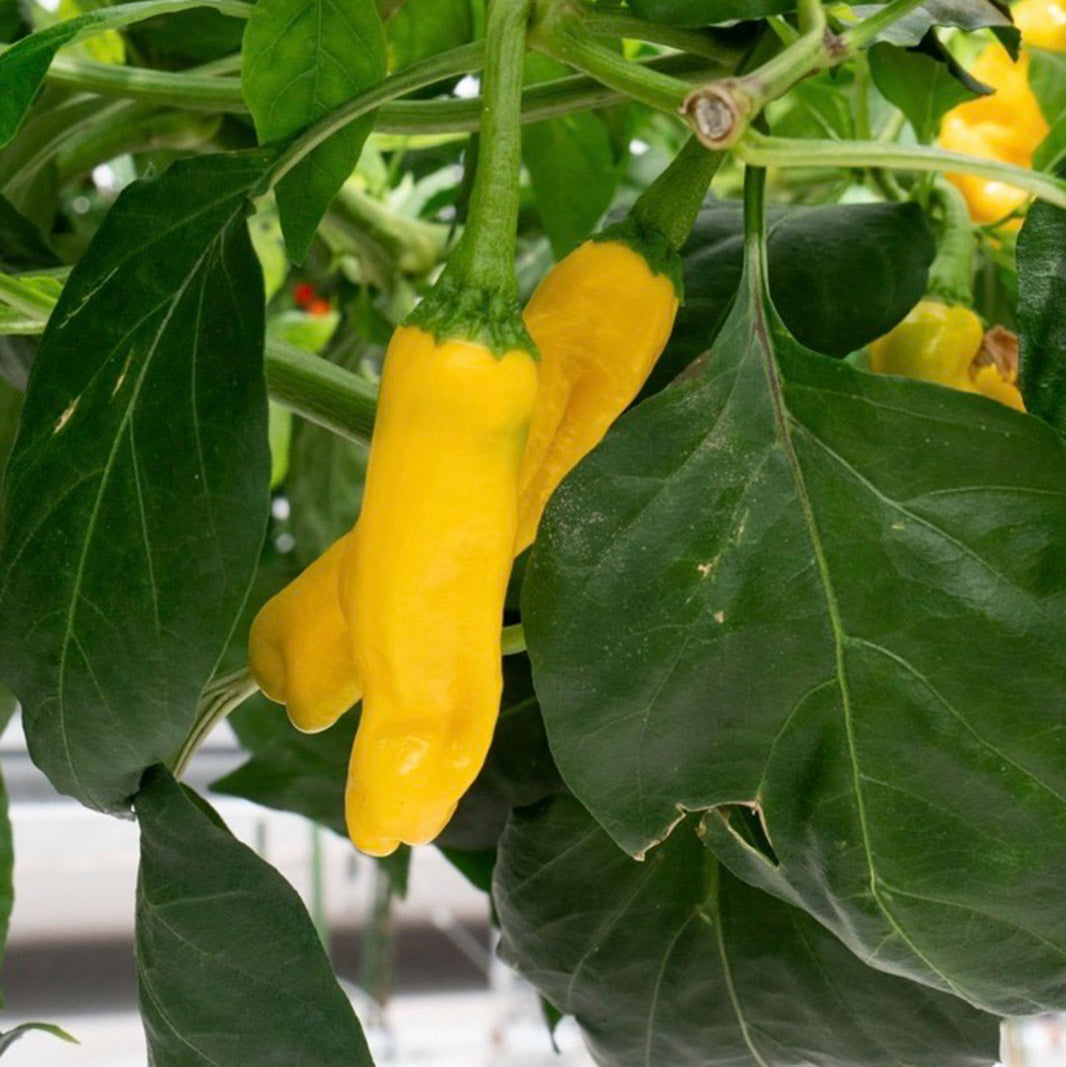 Peter Pepper Seeds | Red, Yellow, & Orange Chili Seeds | Pepper Joe’s