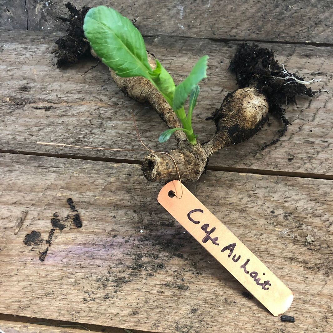 Growing Supplies | Seed Starting & Fertilizer | Pepper Joe’s