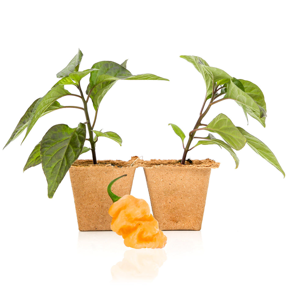 Rare Pepper Plants | Delivered to You | Pepper Joe’s